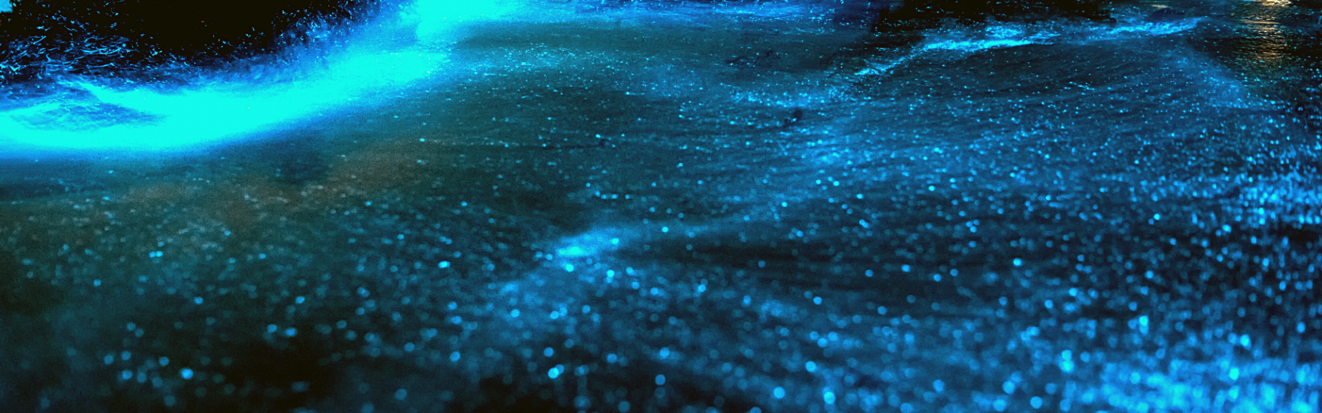 Premio DMC - Premio DMC Adds New Bioluminescence Tour in Guanacaste